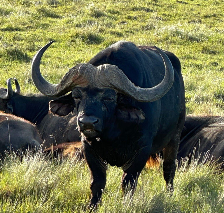 Op safari in Schotia Game Reserve bij Port Elizabeth - Reis360.nl