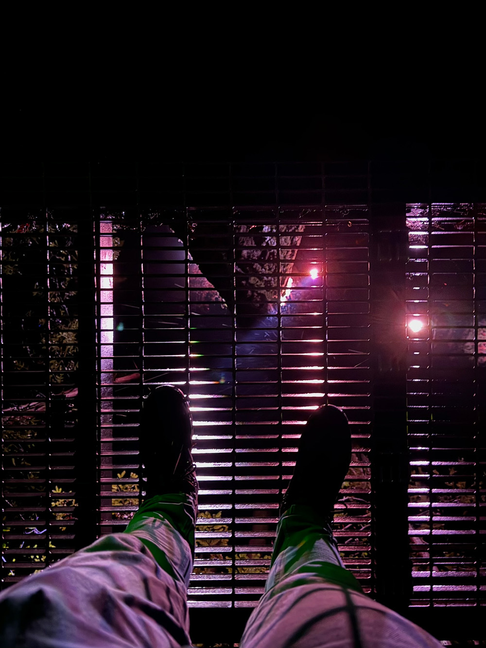 Redwoods Treewalk in Rotorua (avondtour) - complete gids - Reis360.nl