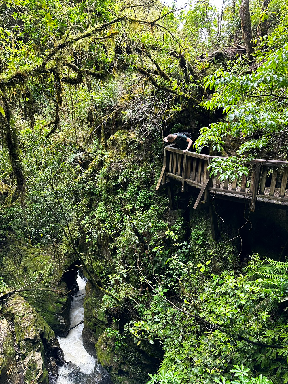 Ruakuri Bushwalk: bos, natuurlijke tunnels & grotten in Waitomo ...
