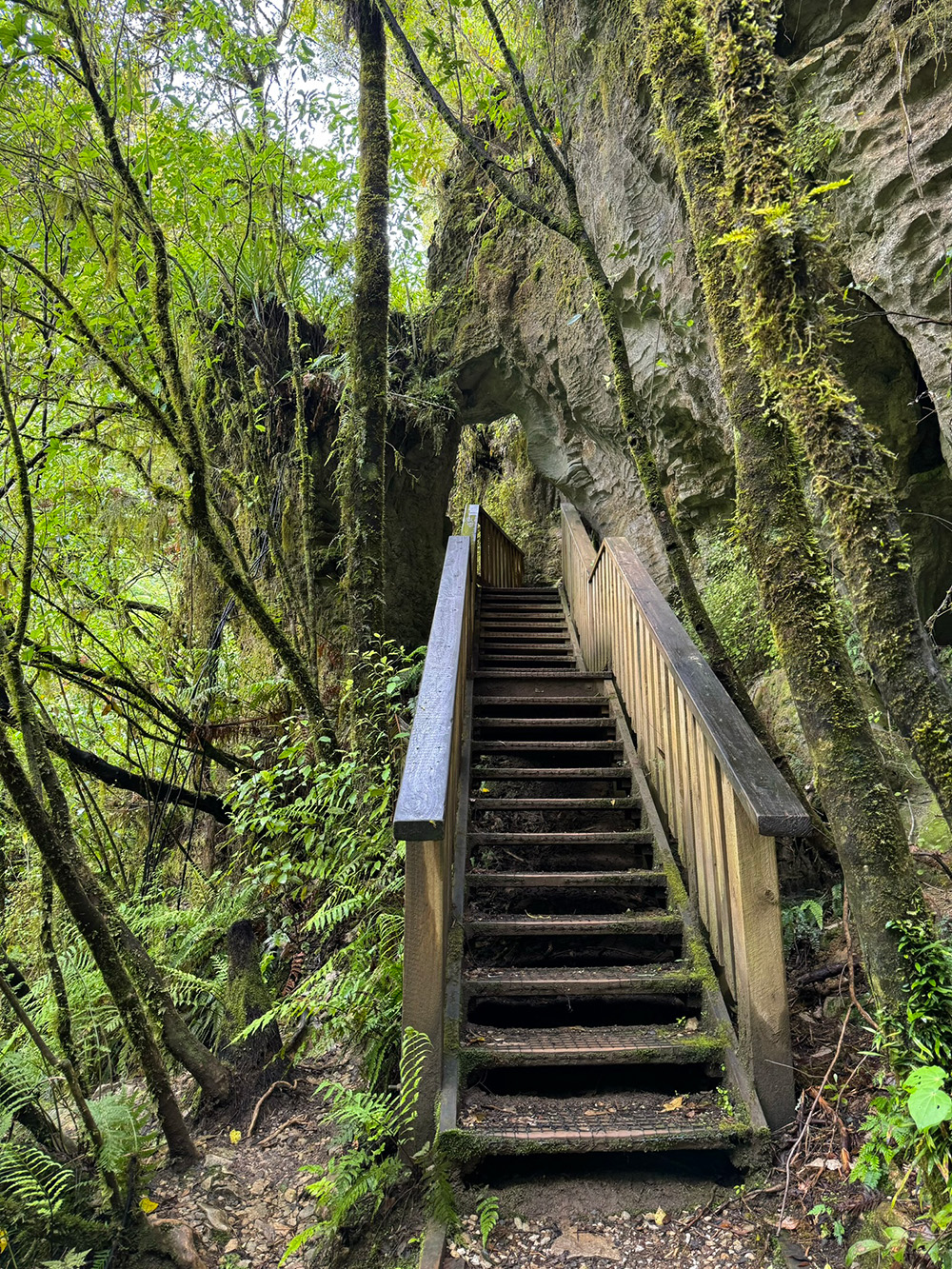 Ruakuri Bushwalk: bos, natuurlijke tunnels & grotten in Waitomo ...