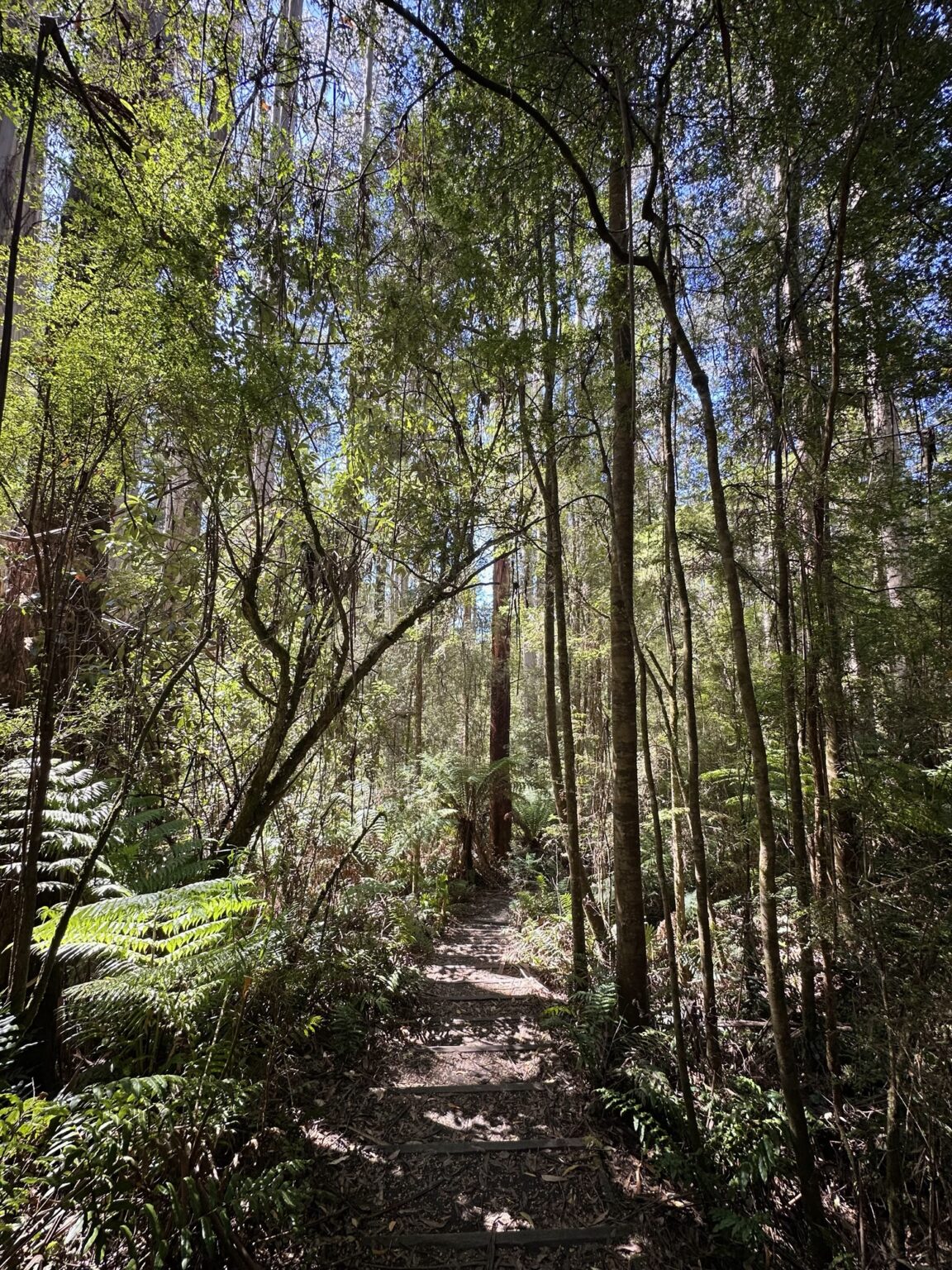 Great Otway NP: watervallen & regenwoud langs de Great Ocean Road