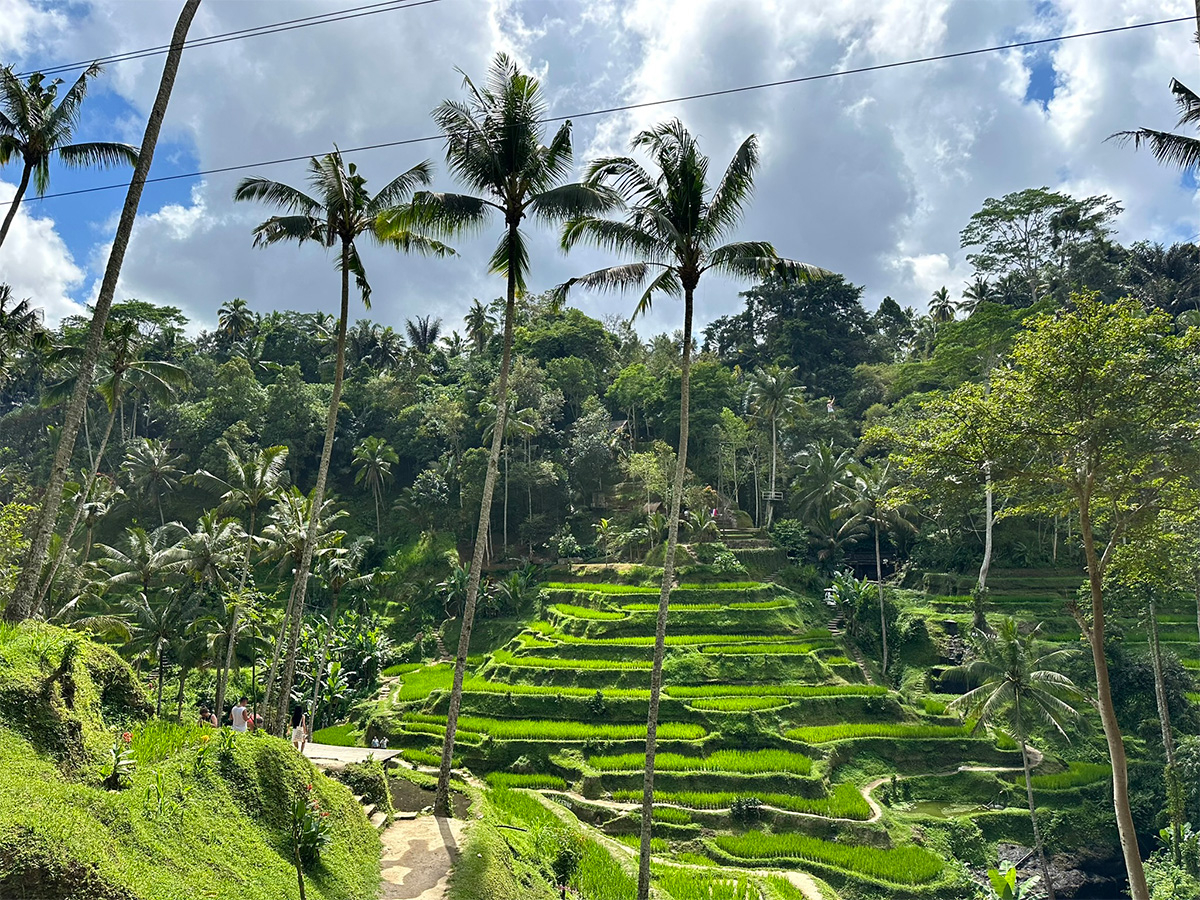 De 15 mooiste rijstvelden van Bali: tips & locaties - Reis360.nl